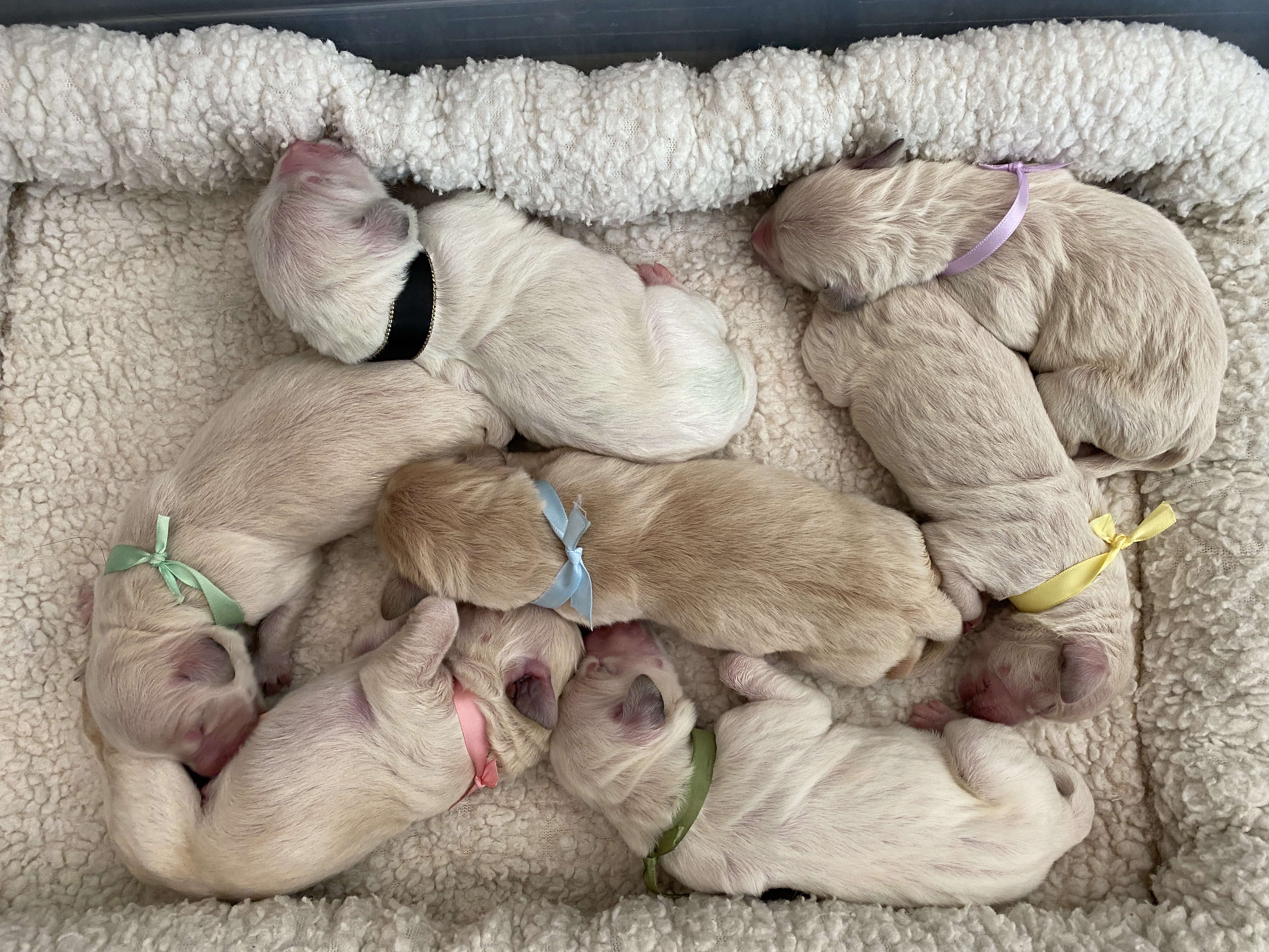 Become a Puppy Raiser: Help Train Future Facility Dogs with VIP Dog Teams