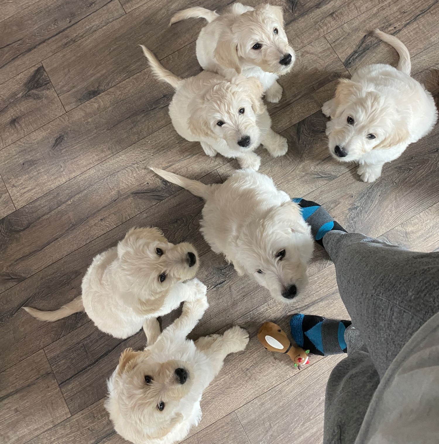 Become a Guardian Home: Partner with VIP Dog Teams