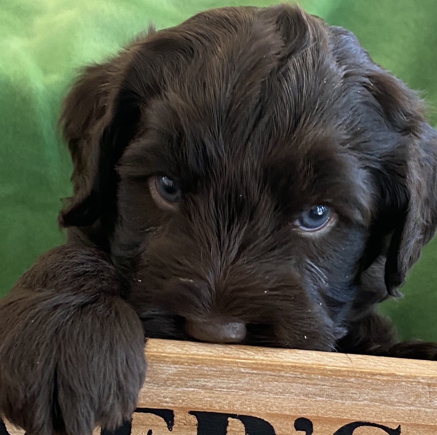 Support New VIP Puppies: Explore Our Wish List for Essential Supplies!