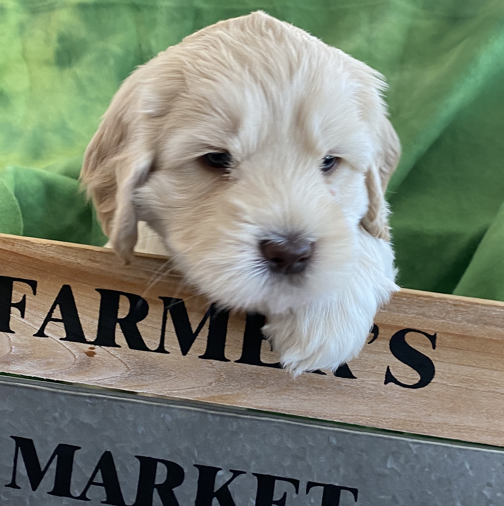 Sponsor a VIP Puppy In Training: Supporting First Responders & Schools