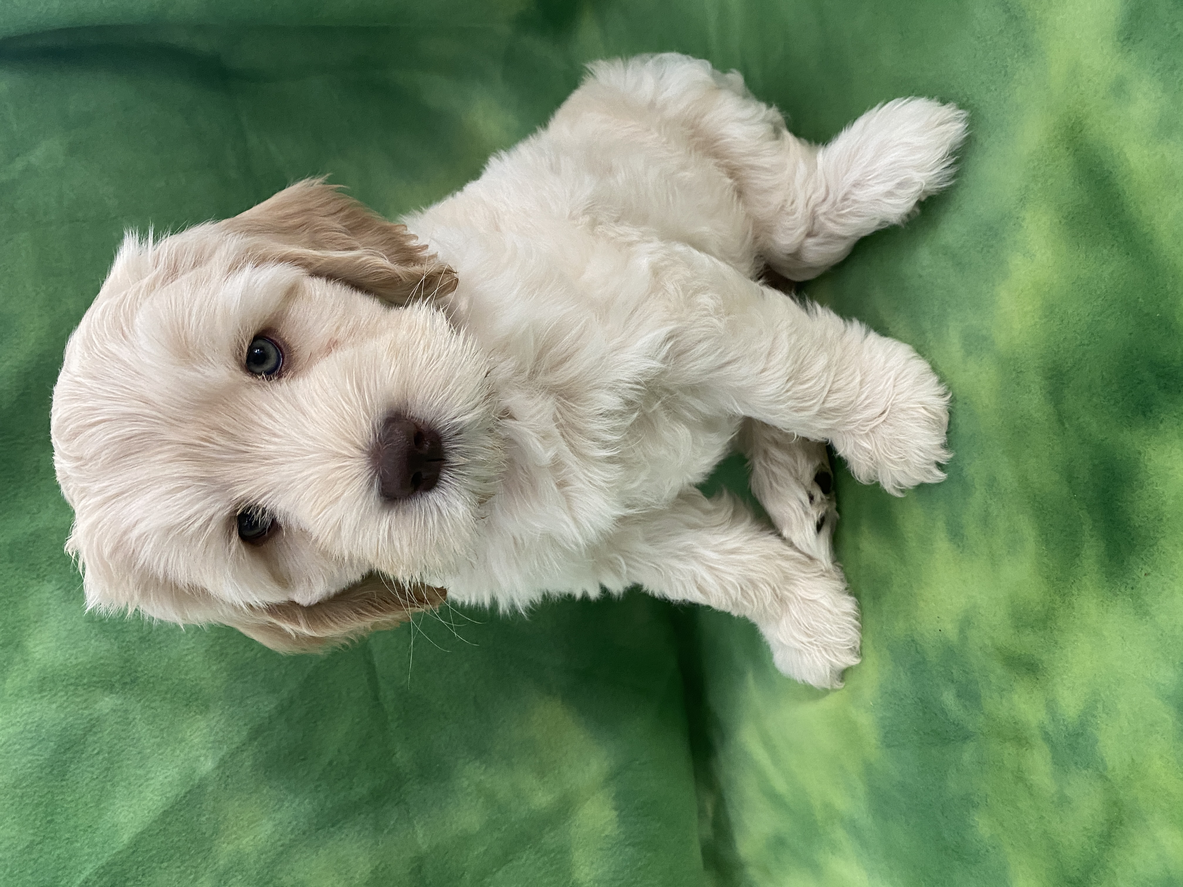 VIP Dog Teams Breeding Dogs