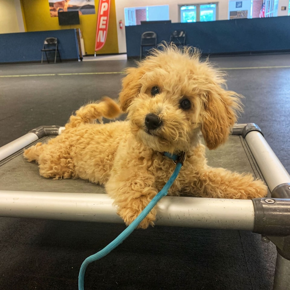 Ultimate Puppy Program