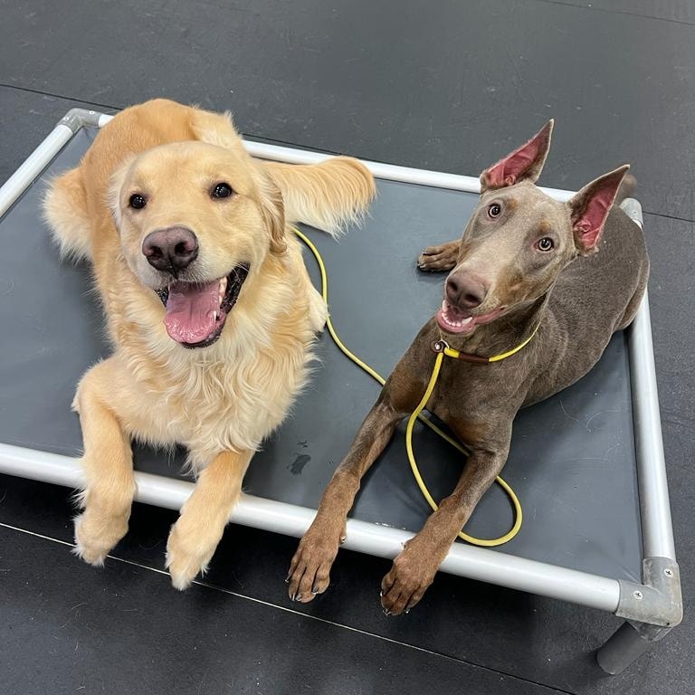 The best dog day training in Warrenton and St. Louis