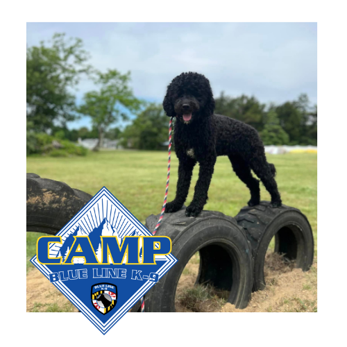 Camp Blue Line K-9 the Best Board and Train Program
