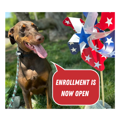 Blue Line K 9 Dog Training | Dog and Puppy Training Classes