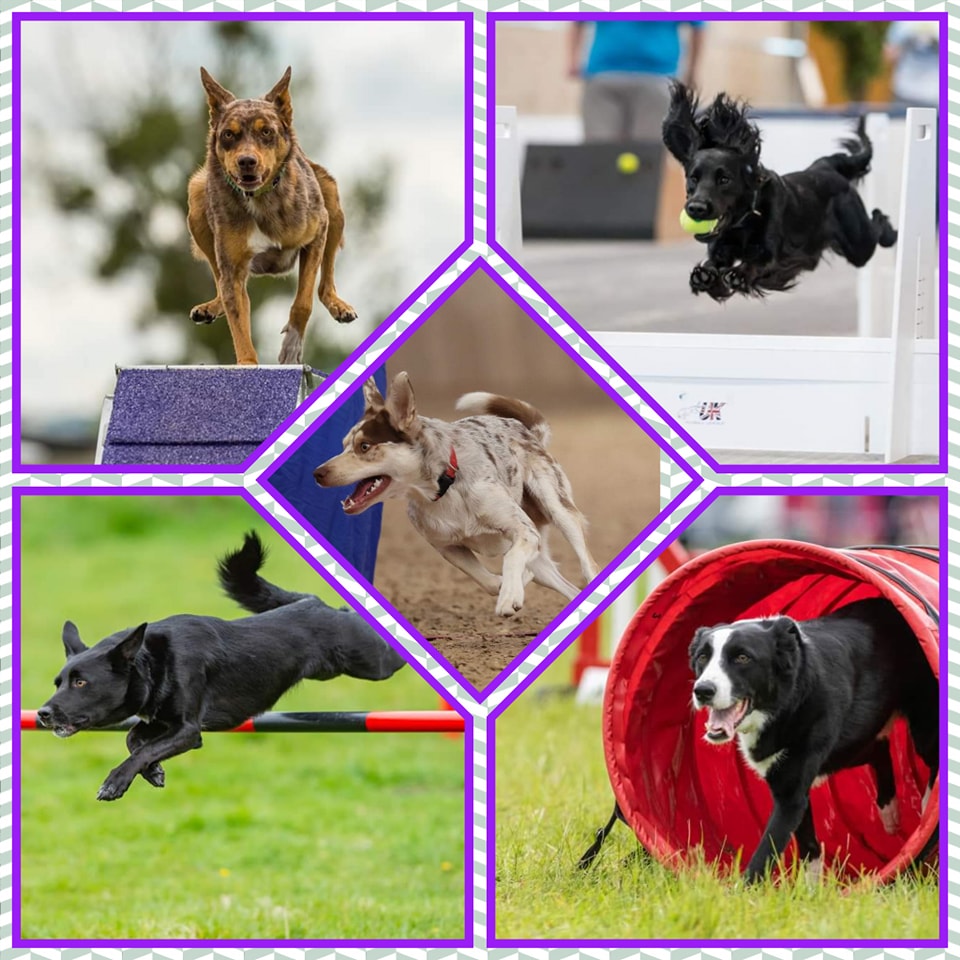 Keyne Kanines Sports Dog Training