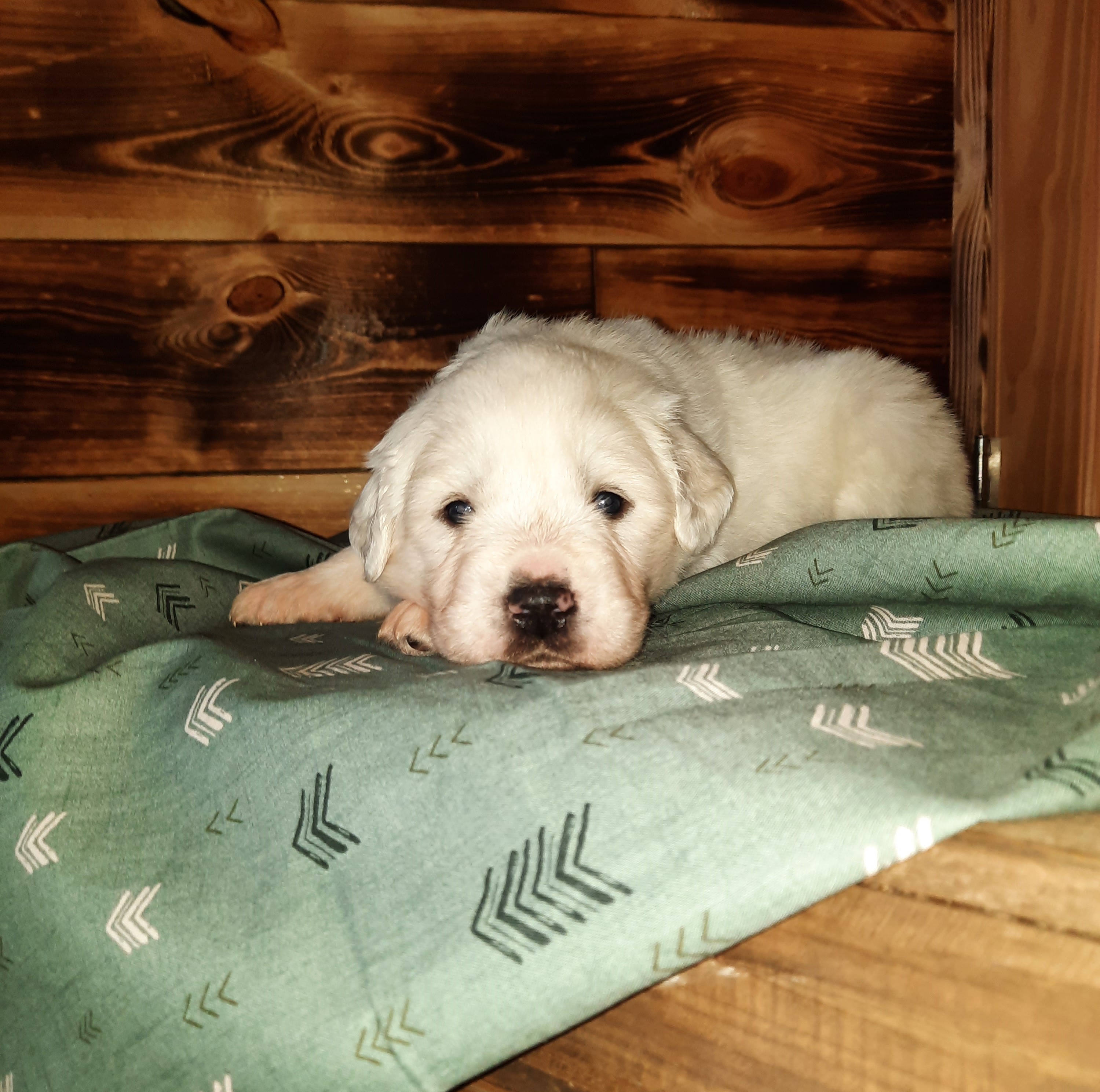 Reserve a Puppy