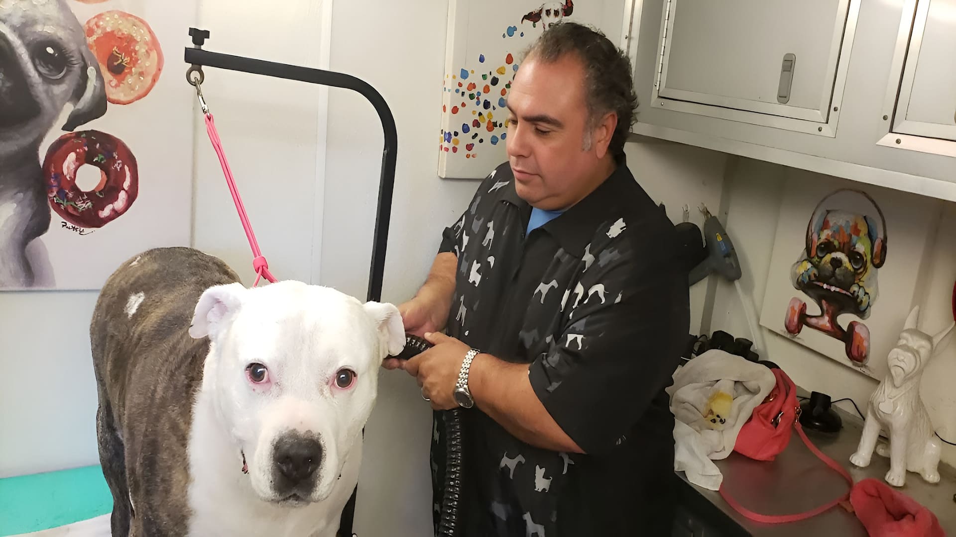 David Mobile Dog Grooming | dog grooming in Glendora