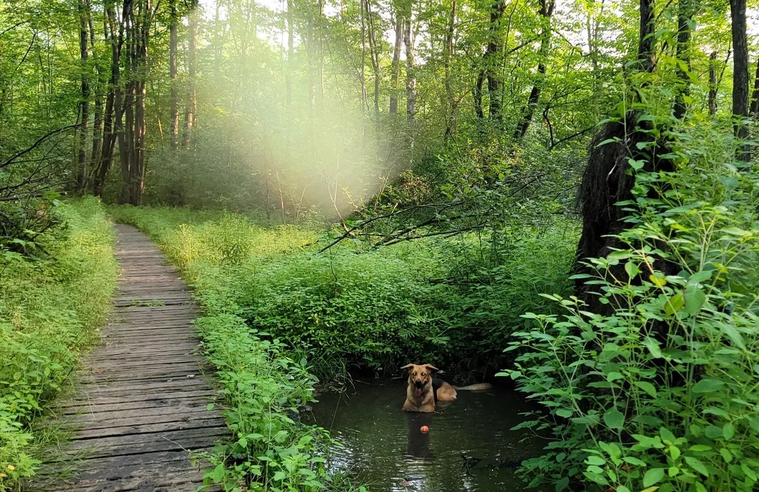 City Guide: Discovering the Best of Nepean