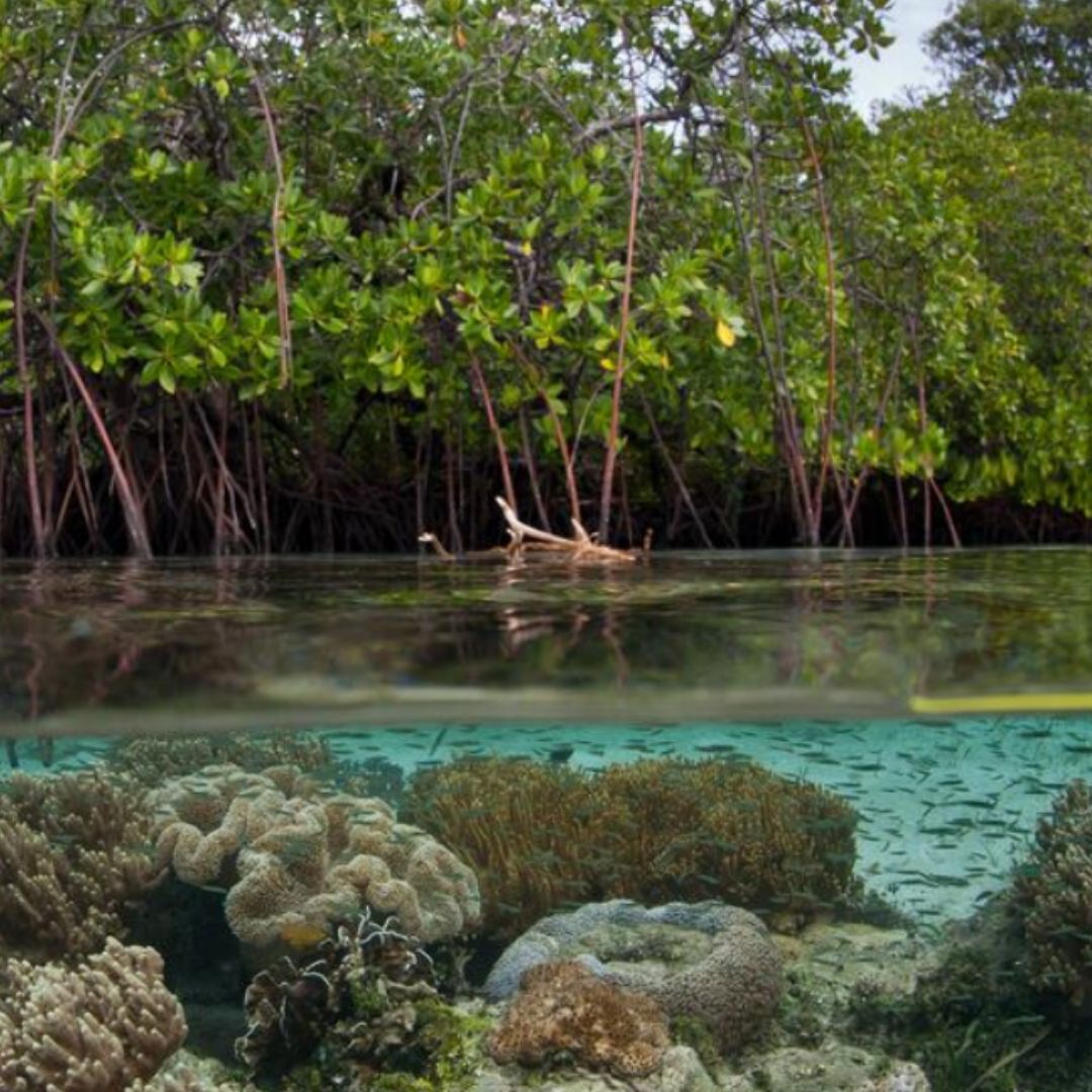 Explore Cas Cay and Mangrove Lagoon with Affordable Car Rentals